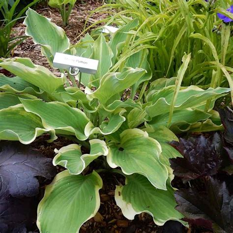 Hosta Monty Python Stauderiket Blogg