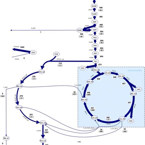 Scheme Of Intracellular Transport Reactions Of TCA Cycle Intermediates Download Scientific