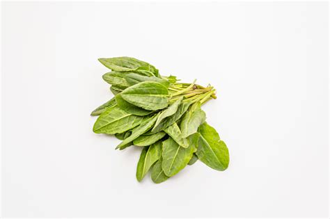 흰색 배경에 고립 된 신선한 녹색 소렐과 쐐기풀 봄 수프의 전통 식재료 0명에 대한 스톡 사진 및 기타 이미지 0명 Nettle 건강한 생활방식 Istock