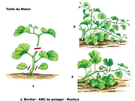 Planter Un Melon