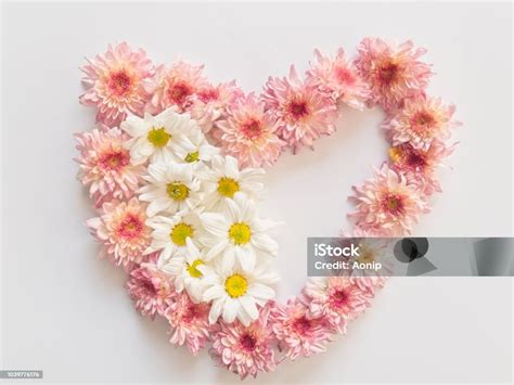ピンクと白の花菊白い背景の上のハートの形に配置されたと呼びます お祝いのストックフォトや画像を多数ご用意 お祝い きちんとしている
