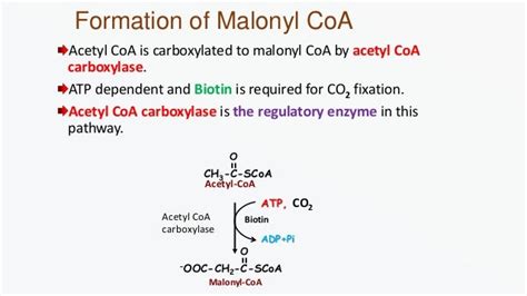 De Novo Synthesis Of Fatty Acids Biosynthesis Of Fatty Acids