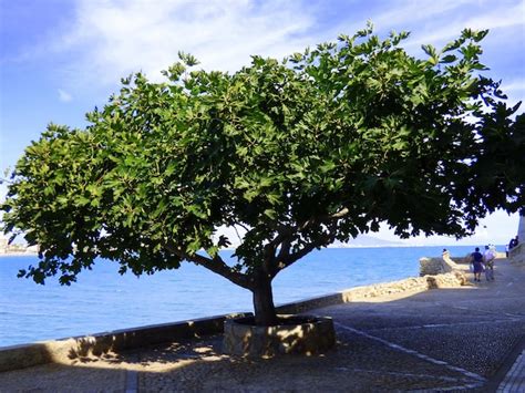 Premium Photo Tree On Promenade By Sea