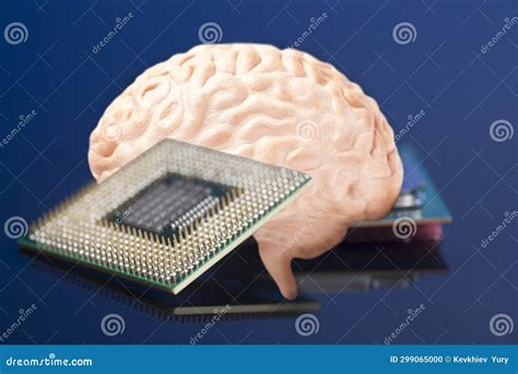 Human Brain Anatomical Model With CPU Processor Microchip Stock Photo Image Of Concept