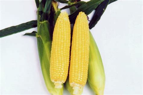 ゴールデンタイム スイートコーン 野菜 製品情報 住化農業資材株式会社 種苗部 製品情報サイト