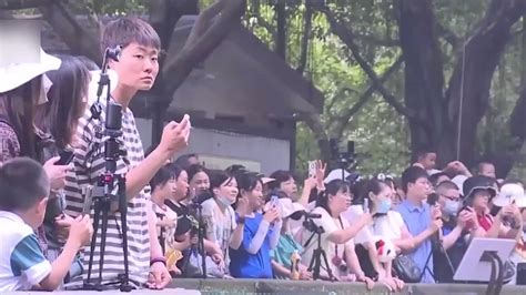 CRI日本語 on Twitter 銀英伝由来の双子パンダが2歳の誕生日 重慶動物園の双子 パンダ星星シンシンと辰辰