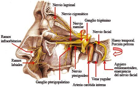 Las 21 mejores imágenes de N FACIAL Nervio facial Facial y Anatomía