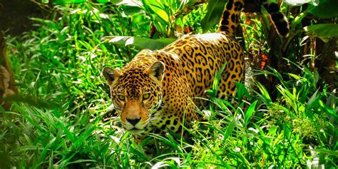 Jaguar Vs Panther