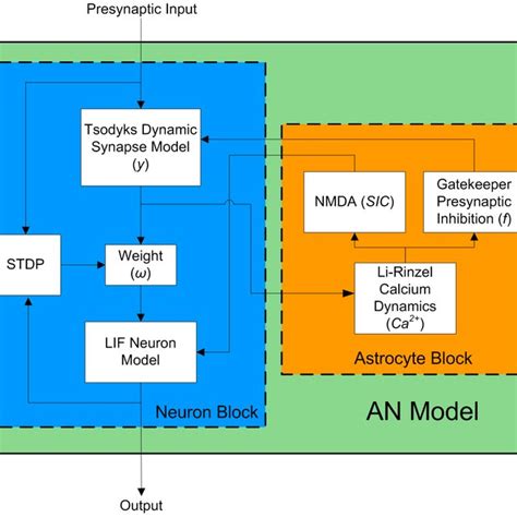An Model Block Diagram Showing Interactions Between An Astrocyte And Download Scientific