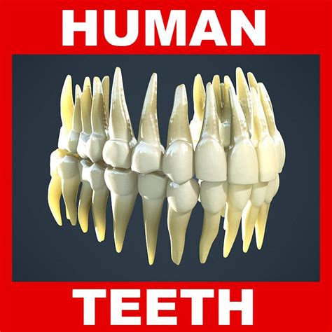 Root Canals And Breast Cancer