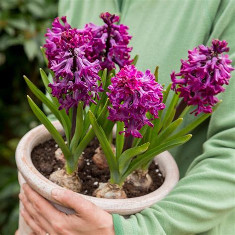 Hyacinth Orientalis Woodstock Bulbs Stocks And Green