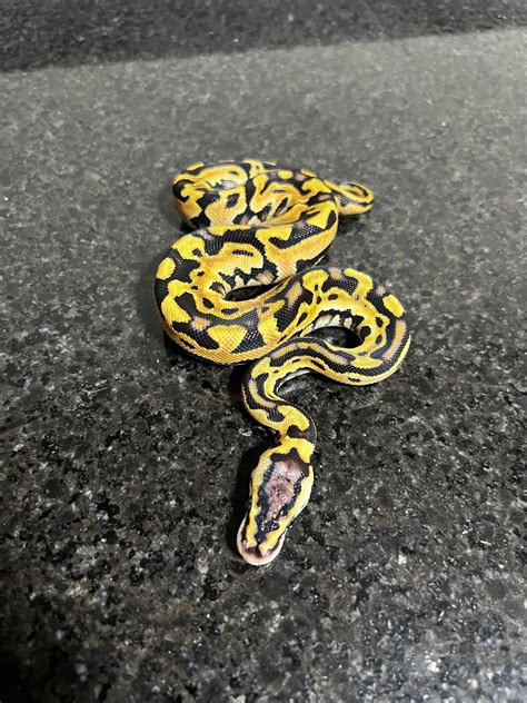 Pastel Puzzle Ball Python By Zdc Reptiles Morphmarket