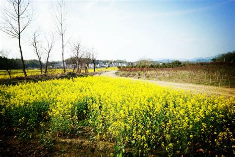 2023岸口里油菜花海游玩攻略 范儿端着还时不时耍个帅 去哪儿攻略