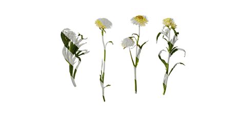 Anydrafts Xerochrysum Bracteatum Atlas 05 Texture Blender Market