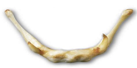 Hyoid Bone Diagram Quizlet