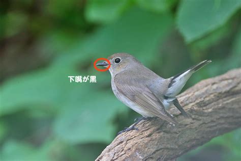 近所のニシオジロビタキ 関東東京の野鳥写真ブログ 自然や野鳥 女性カメラマンKeikoが送る撮影日記 バードウォッチング