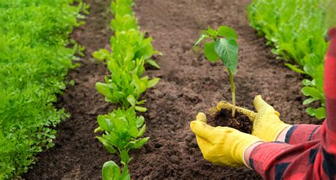 肥沃な土壌に若い野菜植物を苗木する庭師の手黄色い手袋と赤いシャツを着た女性の手はガーデニングです地面に唐辛子を植える女性農家有機栽培