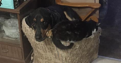 Morph And His Cat Squeak Album On Imgur
