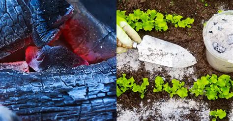 8 Grands Avantages De Lutilisation De La Cendre De Bois Dans Votre