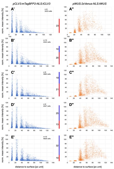 Temperature Shift Experiments Reveal Dynamic Responses Of Wus And Clv3