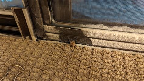 Dead Bug Stopped Part Of My Window From Freezing Rmildlyinteresting