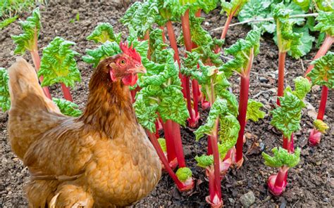 How To Heat A Chicken Coop In Winter Without Electricity Learnpoultry