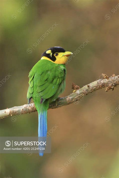Long Tailed Broadbill Psarisomus Dalhousiae Darjeeling India