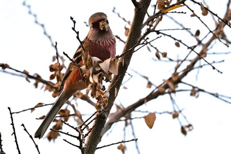 今日の花鳥日誌 武庫川河川敷 ベニマシコ