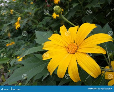 Diversifolia De Tithonia Do Girassol Mexicano Foto De Stock Imagem De