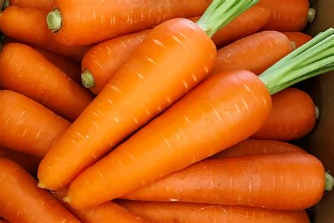 愛美（ycc102） ニンジン 野菜 製品情報 住化農業資材株式会社 種苗部 製品情報サイト