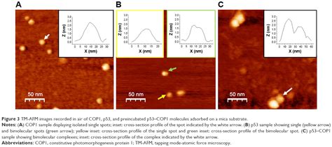 Imaging And Kinetics Of The Bimolecular Complex Formed By The Tumor Su