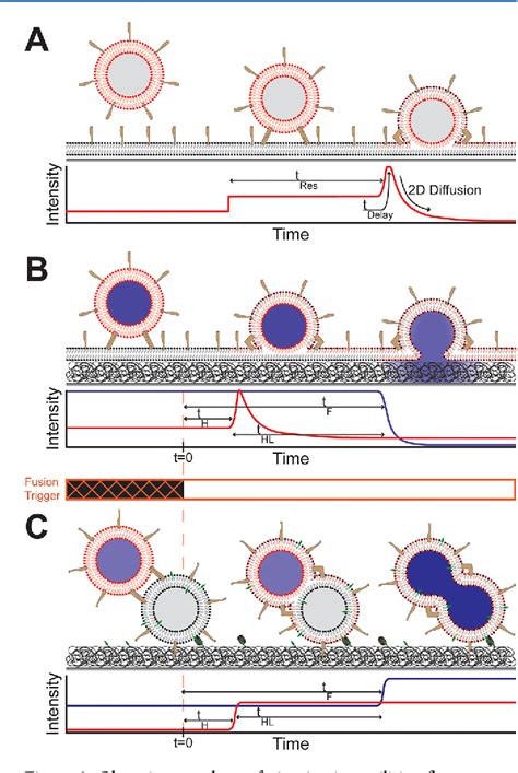 Figure 1 From Visualization Of Membrane Fusion One Particle At A Time