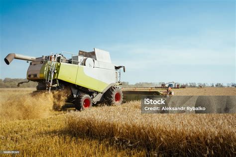 수확기 수확 잘 익은 밀을 결합합니다 일몰 흐린 오렌지 하늘 배경에 금 필드의 잘 익은 귀 풍부한 수확의 개념 농업 이미지 0