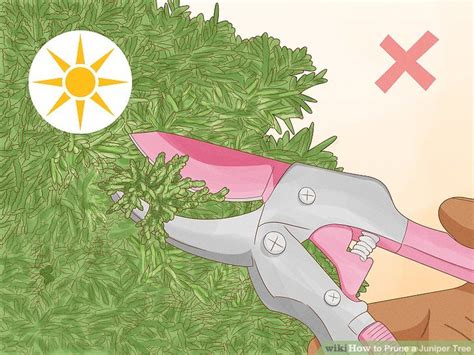 How To Prune A Juniper Tree Steps With Pictures WikiHow