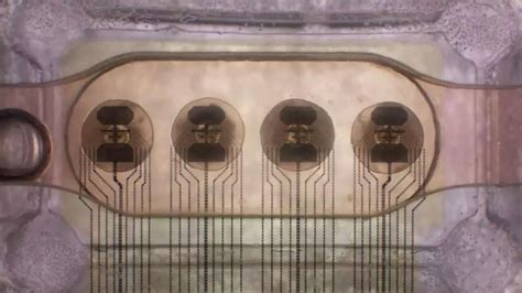 Swiss Company Develops Cpus From Lab Grown Human Brains And The Internet