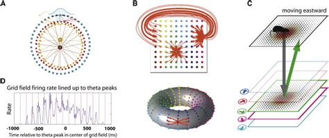 computational models of grid cells neuron