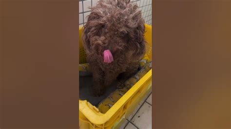 可怜的狗狗，被前主人弃养后毫无安全感，每天都躺在厨房门口守着去，害怕我不要他了。让他去窝里睡觉等我回厨房后又跳出来守在门口。流浪狗 流浪狗