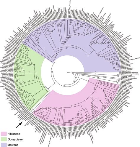 Bayesian 50 Majority Rule Consensus Tree Of Malvoideae Resulting From