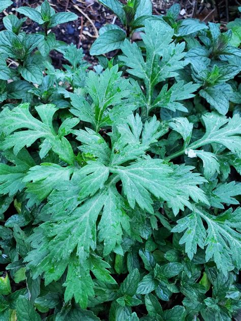 Is This Mugwort Rforaging