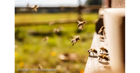 Опасни пестициди застрашават пчелните популации Български Фермер