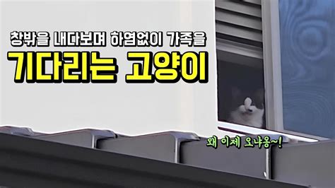 홀로 가족을 기다리는 고양이의 애틋한 모습 Youtube