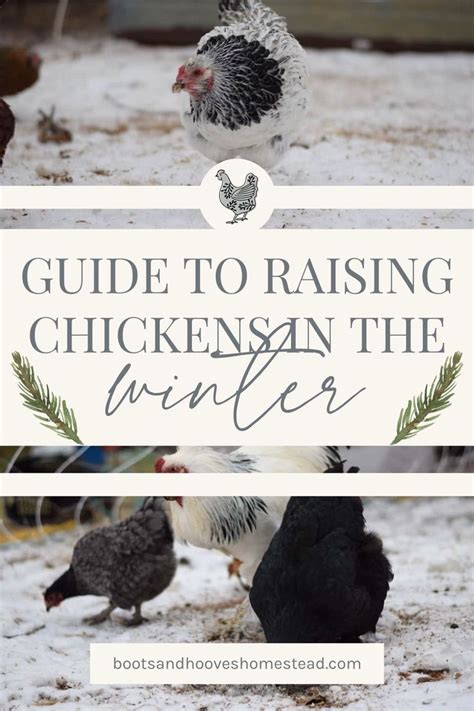 Guide To Raising Chickens In The Winter Artofit