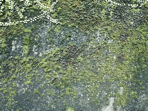 苔むした壁テクスチャーの写真素材 ぱくたそ