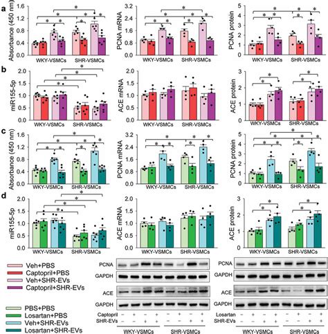 Effects Of Captopril And Losartan On The Vsmc Responses To Shr‐evs