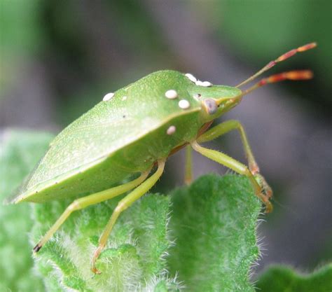 Mosche Parassite Di Cimici E Farfalle I Tachinidi Ortoecologos Jimdo