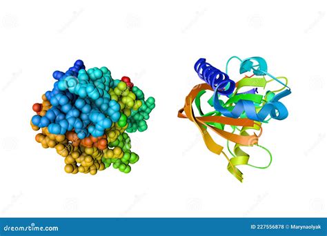 Human Phosphodiesterase An Enzyme That Exhibit A Central Role In