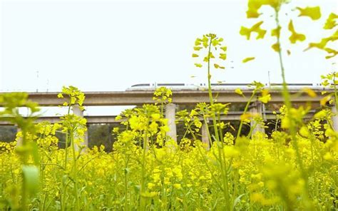 南铁周末加开赏花列车方便游客春游出行 腾讯新闻
