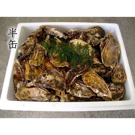 殻付き生牡蠣 岡山県 邑久産 半缶約60個5 6kg ナイフ、軍手付き 生食可 送料無料 カキ かき 牡蠣 殻付き牡蠣 生食用 一斗缶