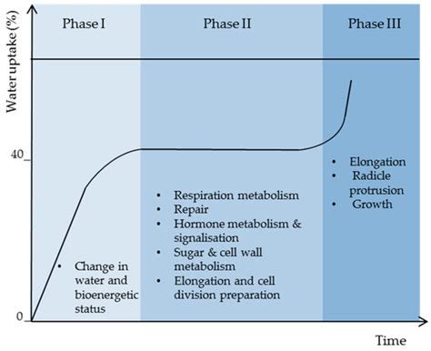 Biology Free Full Text The Seed And The Metabolism Regulation