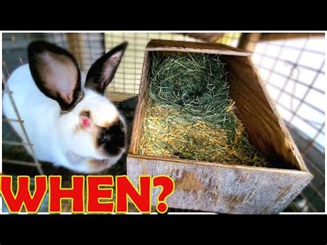 When To Put Nest Box In Rabbit Cage Timing Tips For Breeders Rabbitcareexpert Com
